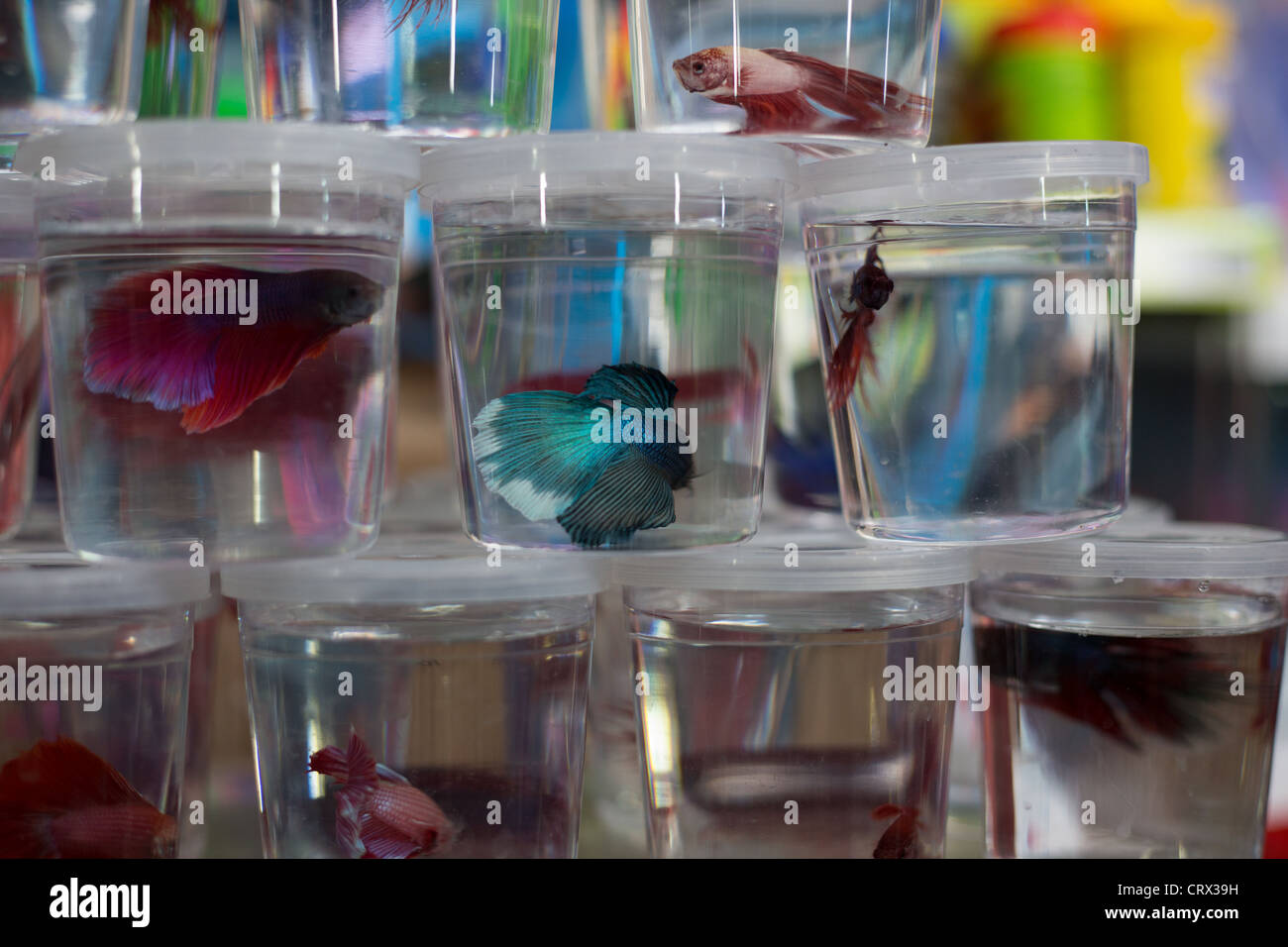 Insect Market Shanghai High Resolution Stock Photography and Images - Alamy