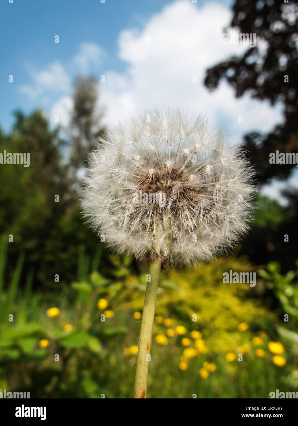 Dandelion clock seed head (Taraxacum officinale Stock Photo - Alamy