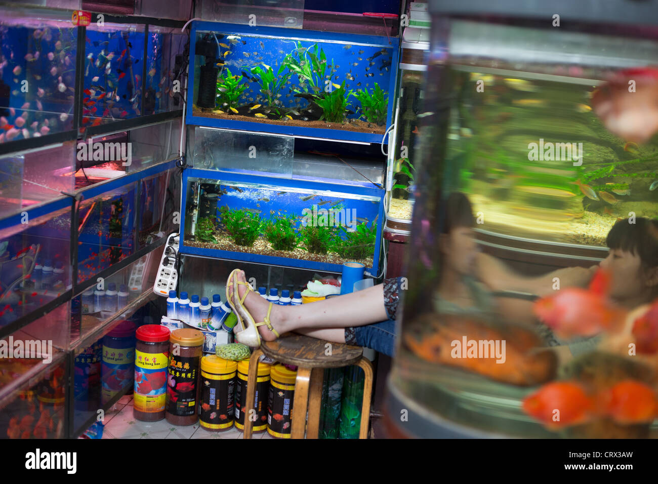 Insect and Bird market, in Shanghai, China Stock Photo - Alamy