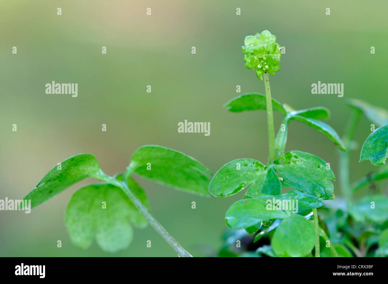moschatel adoxa moschatellina townhall clock Stock Photo - Alamy