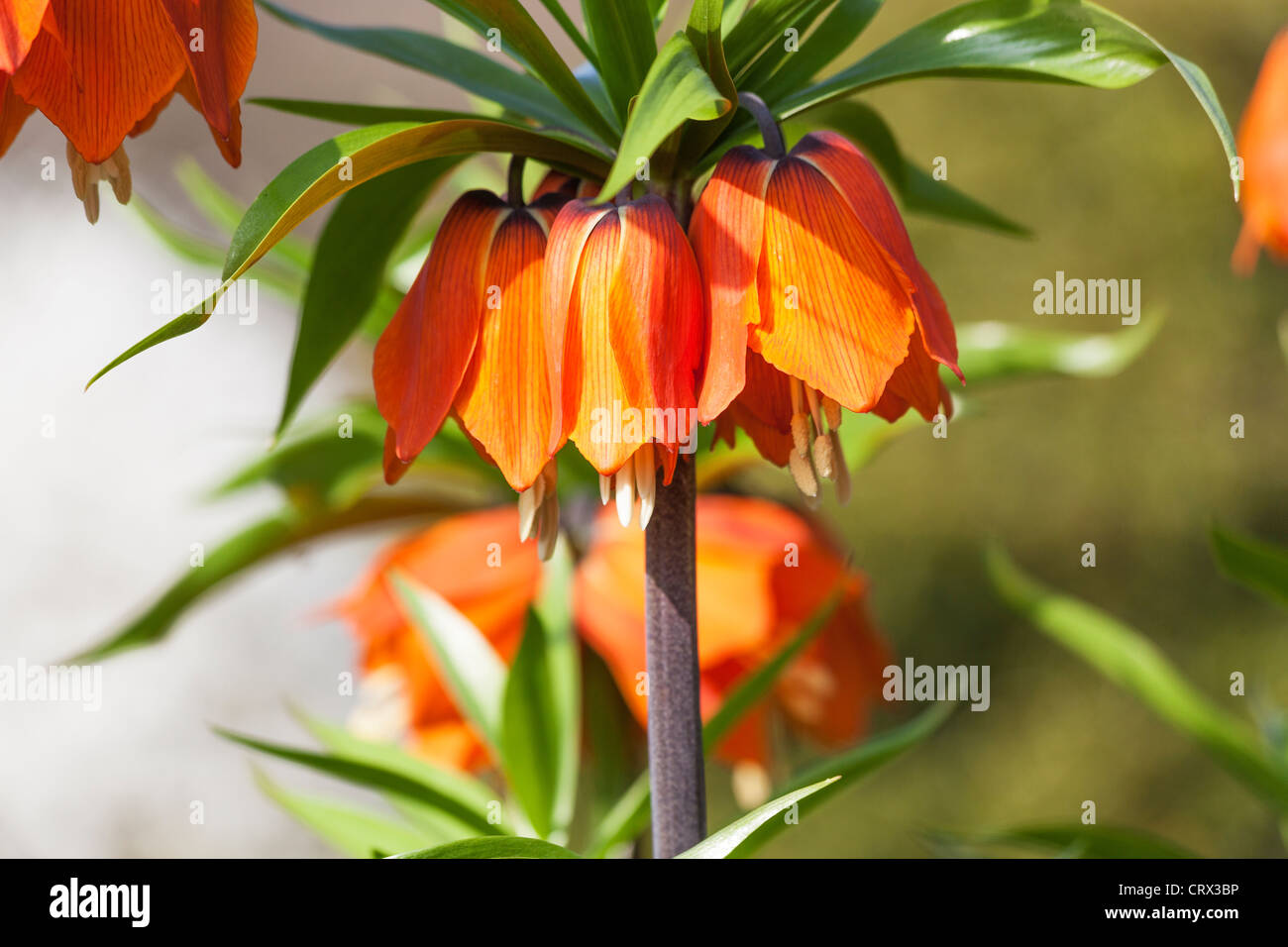 Close-up view of orange crown imperial fritillary (Fritillaria ...