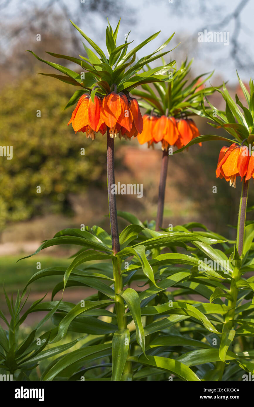 Close-up view of orange crown imperial fritillary (Fritillaria ...