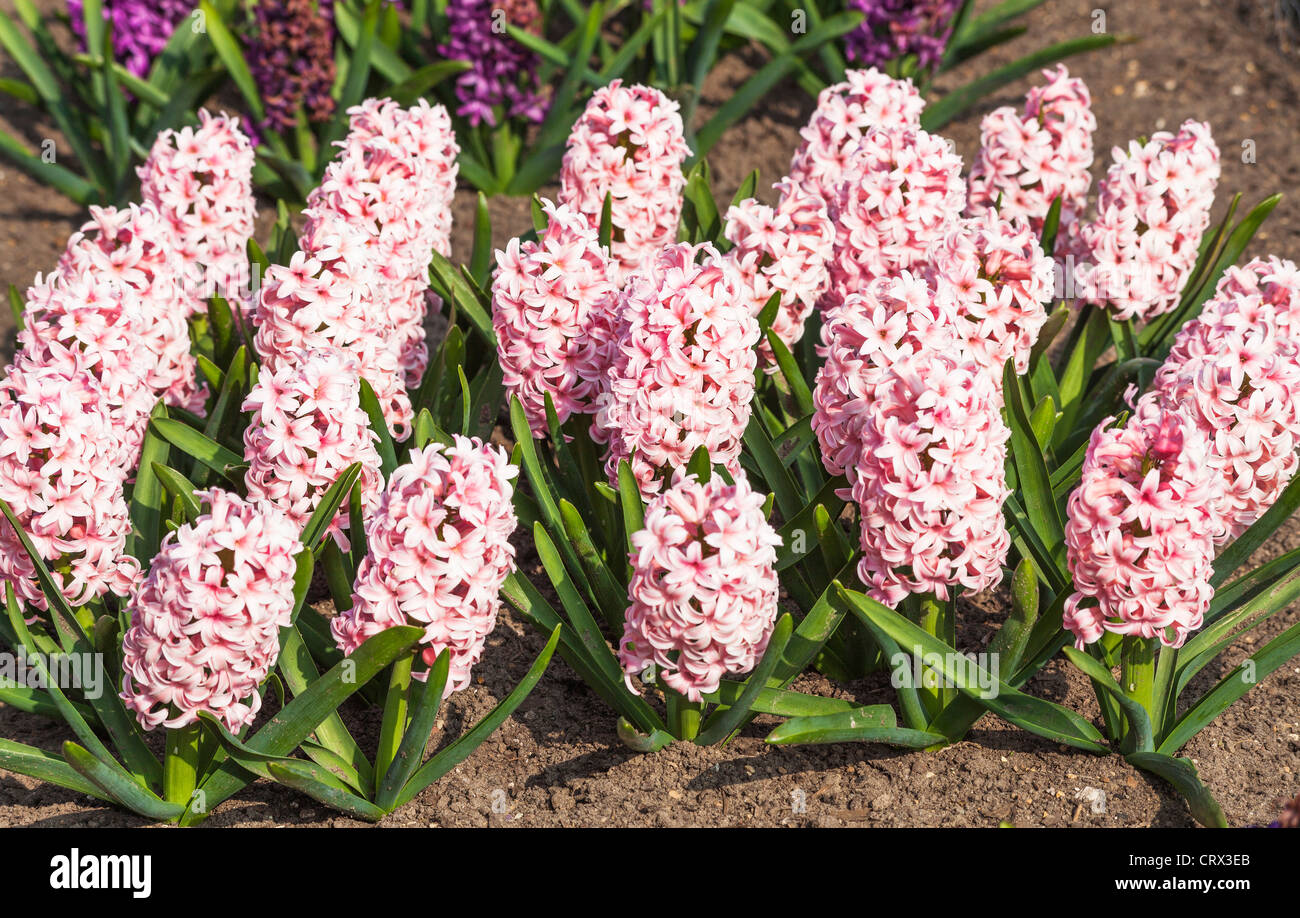 Hyacinthus orientalis Dynasty Stock Photo - Alamy