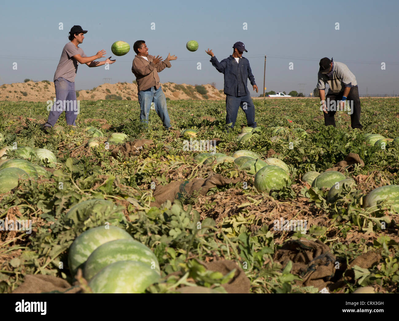 Watermelon harvest field workers hi-res stock photography and images ...