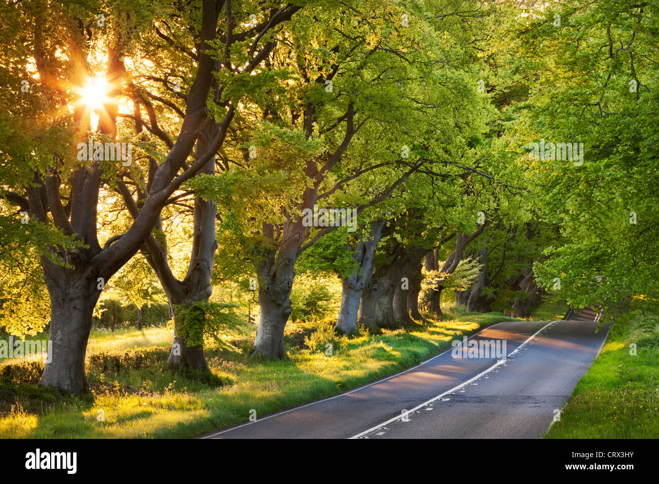 Beech tree lined road in evening sunshine, Wimborne, Dorset, England ...