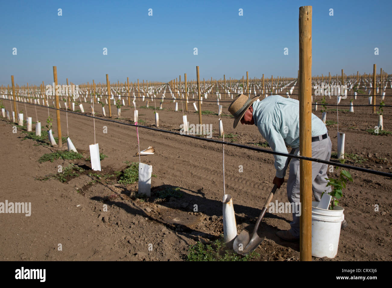Hispanic field worker grapes High Resolution Stock Photography and ...