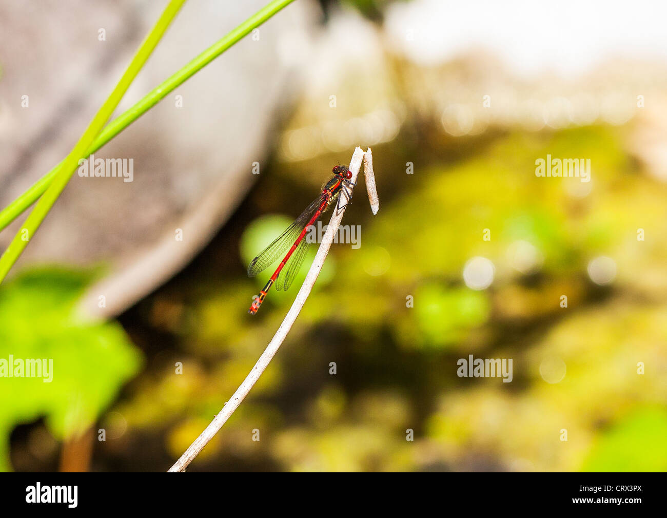 Large red damselfly (Pyrrhosoma nymphula Stock Photo - Alamy