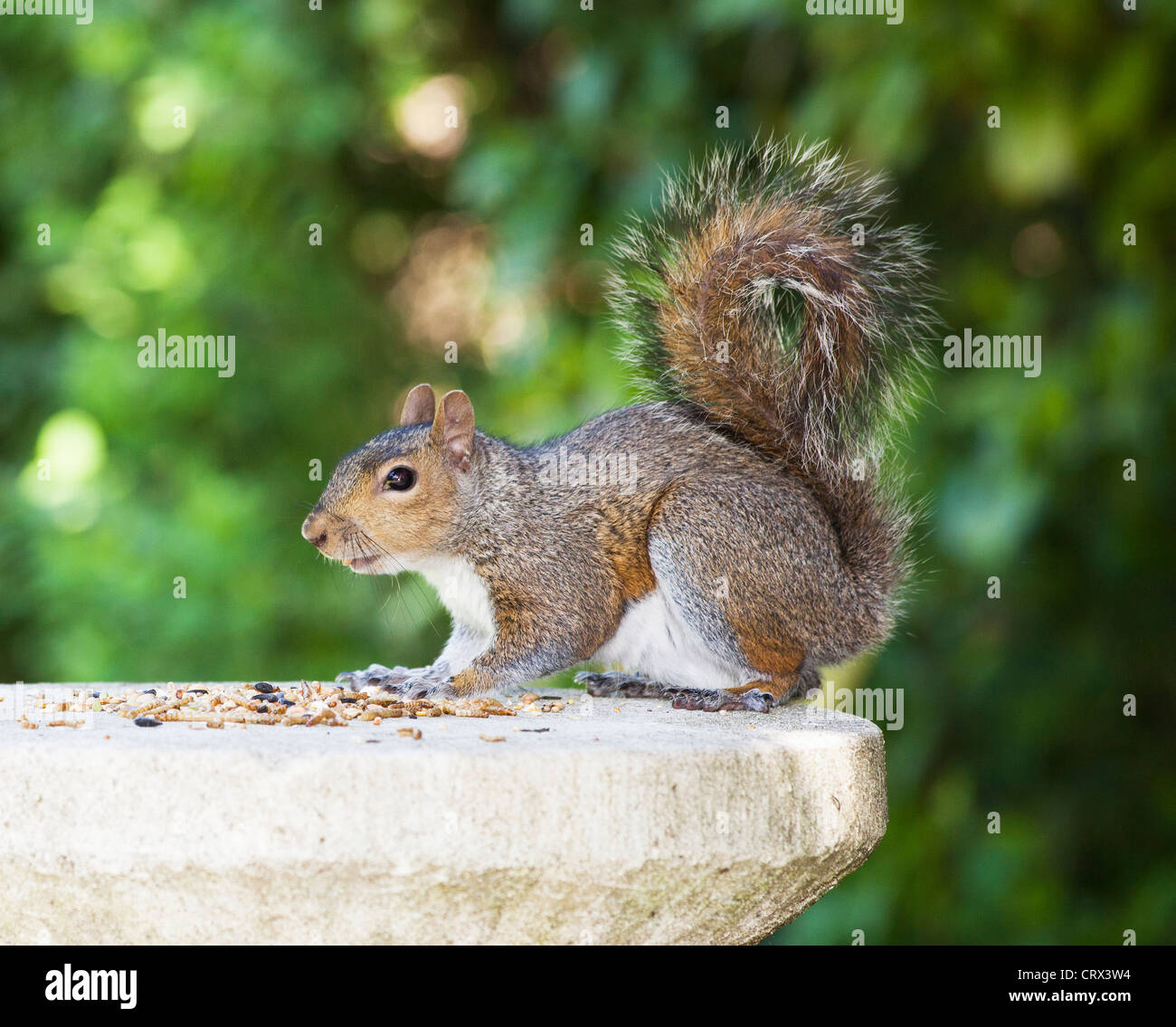 Eastern gray squirrel (Sciurus carolinensis) eating food put out for ...