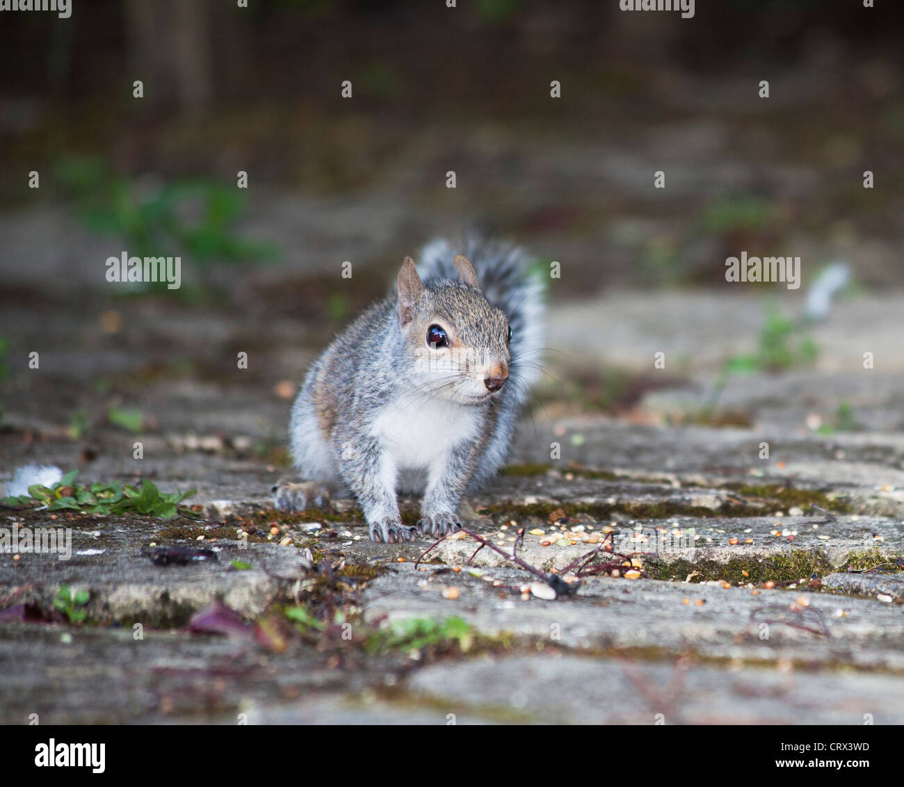 Eastern gray squirrel (Sciurus carolinensis) in an English garden Stock ...