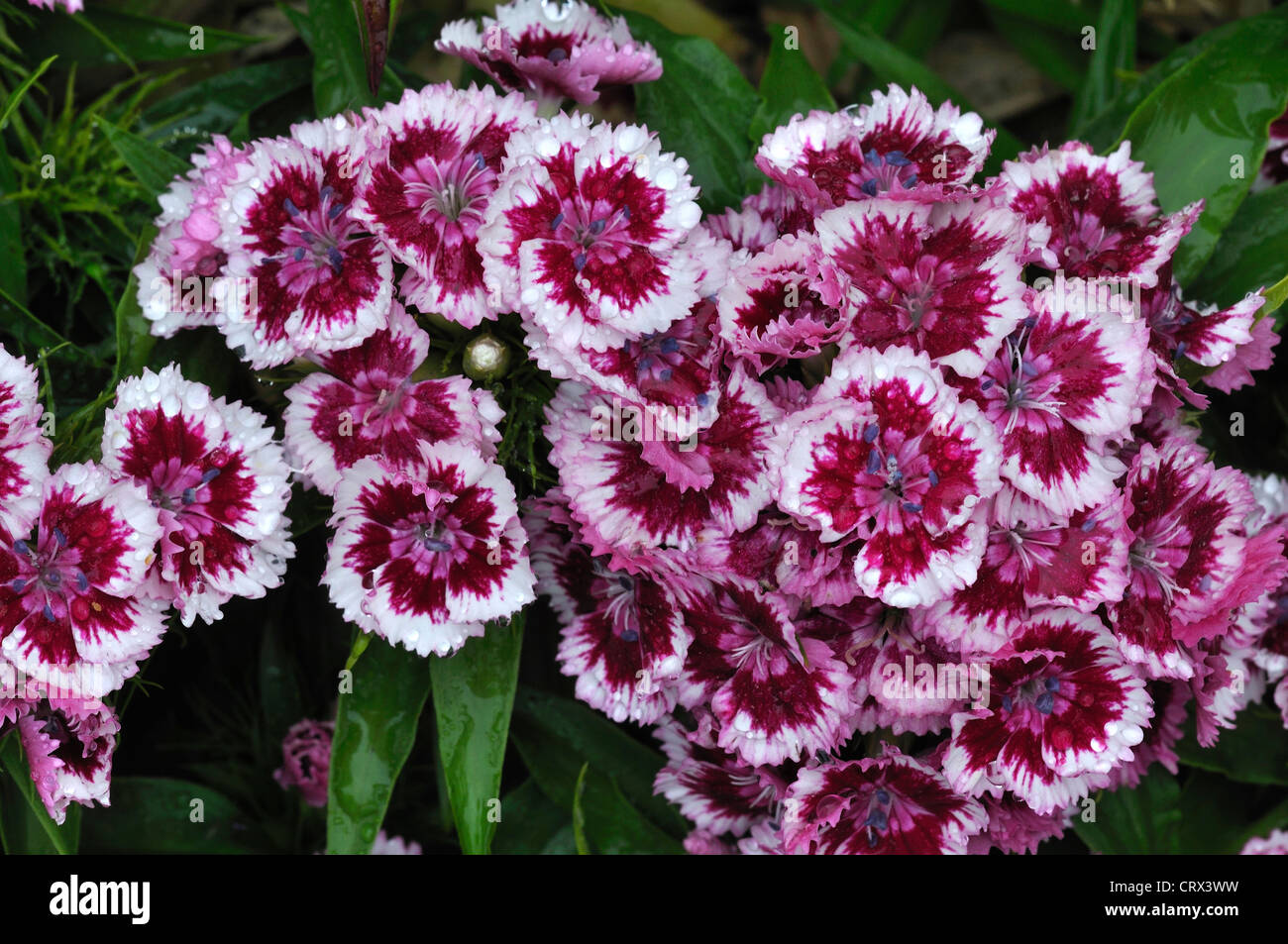 A beautiful sweet william bloom UK Stock Photo - Alamy