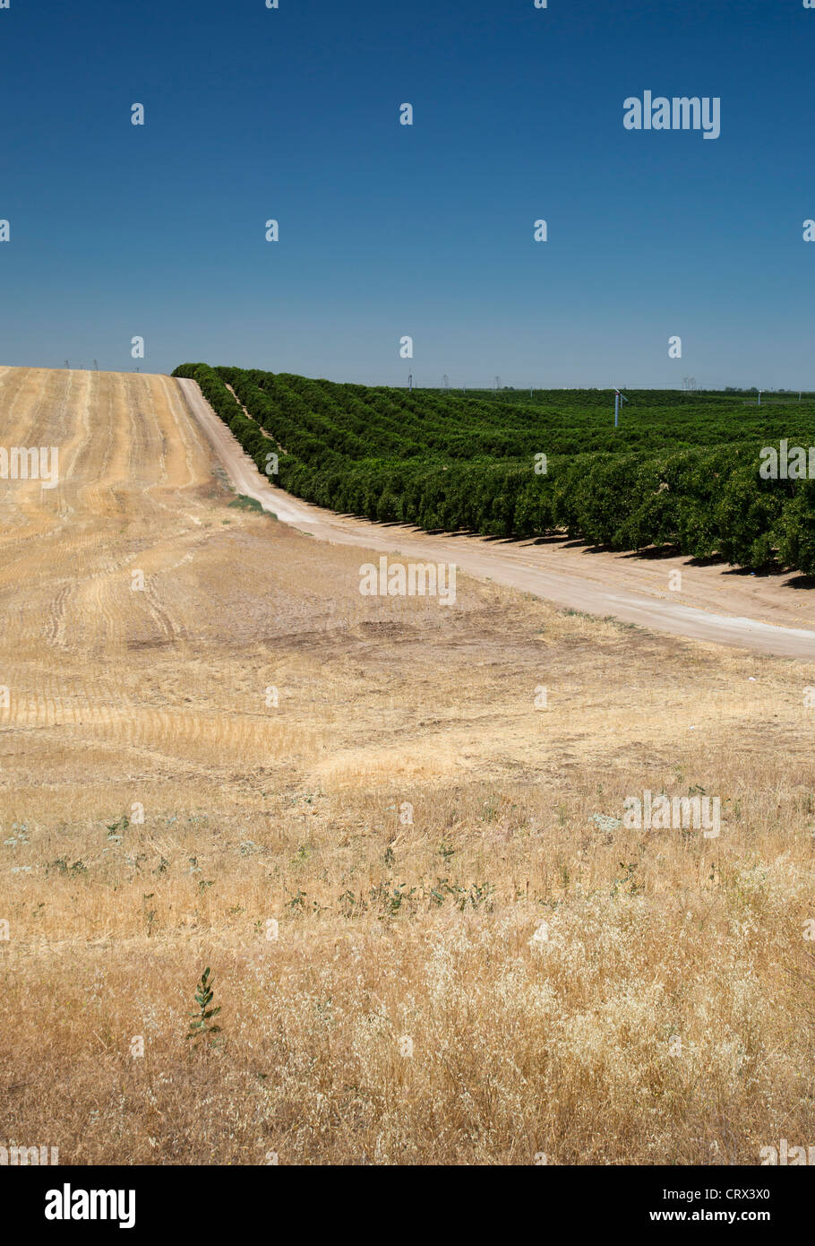 Richgrove, California - An irrigated orchard next to a non-irrigated ...