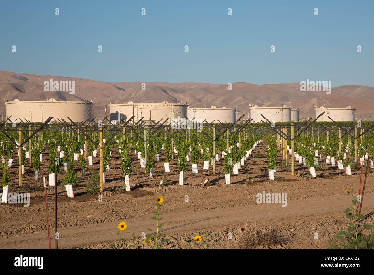 Maricopa, California - A newly-planted vineyard near oil storage tanks ...