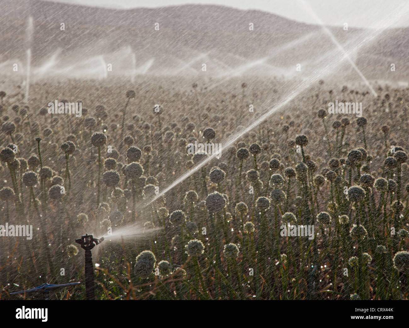 Ventucopa, California - Irrigation of crops in the San Joaquin Valley ...