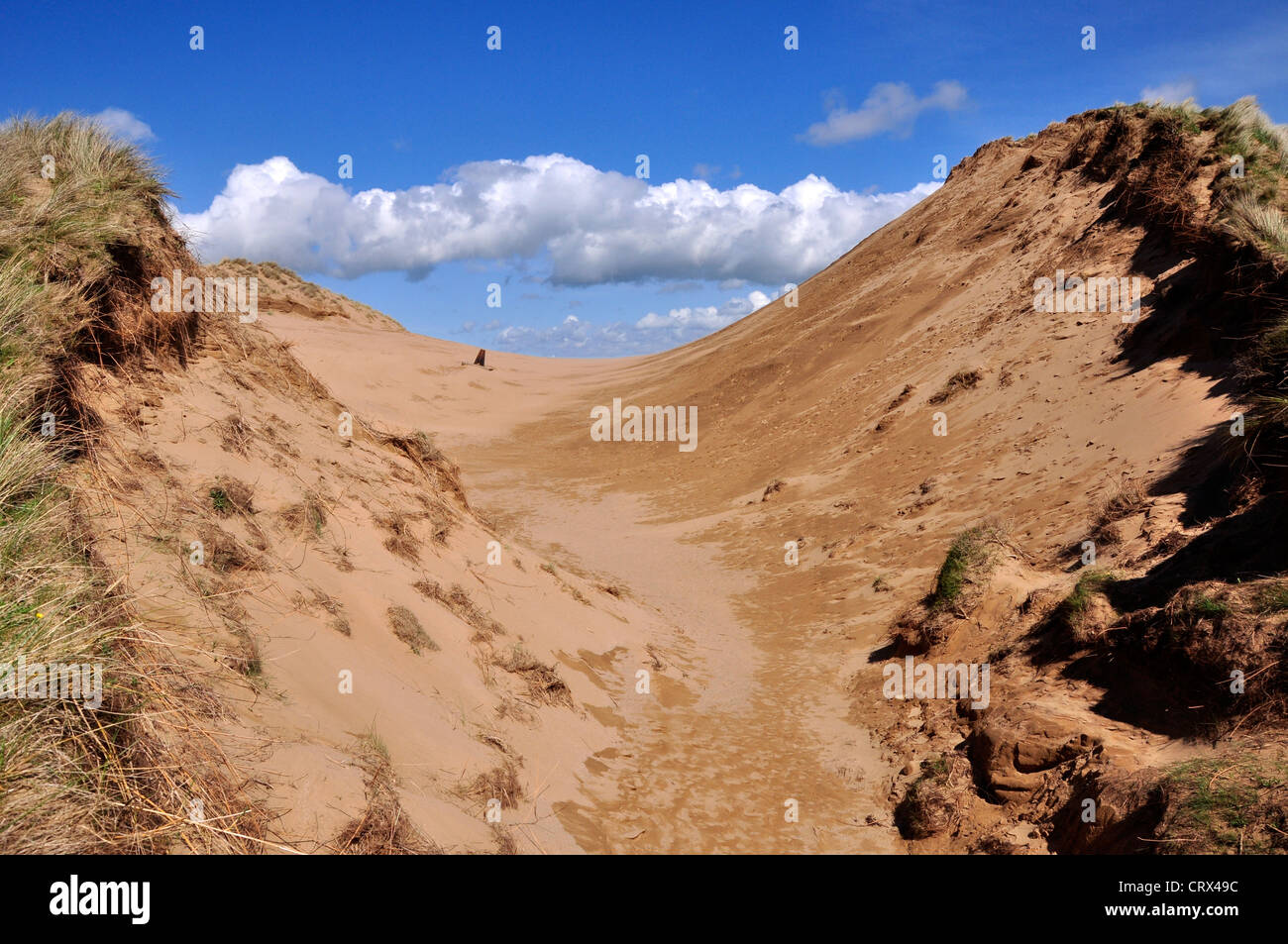 Braunton Burrows nature reserve north Devon sand dune Stock Photo - Alamy