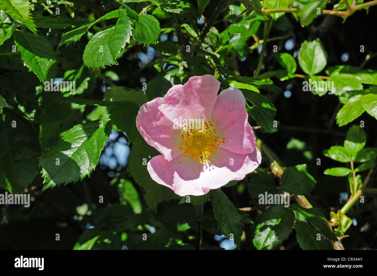 Flower of Dog Rose Rosa canina blooming in hedgerow Stock Photo - Alamy