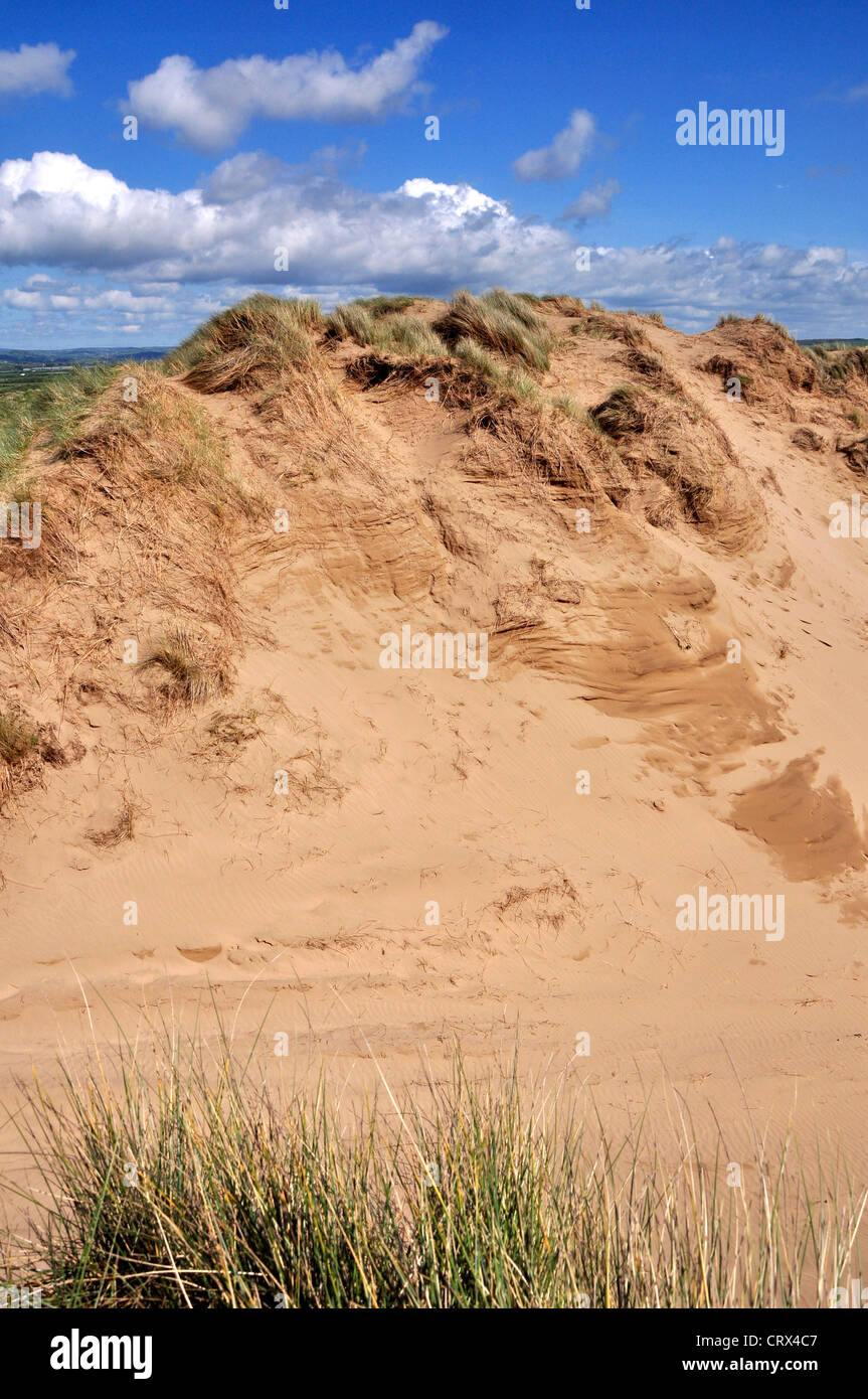 Braunton Burrows Somerset nature reserve portrait sand dune Stock Photo ...