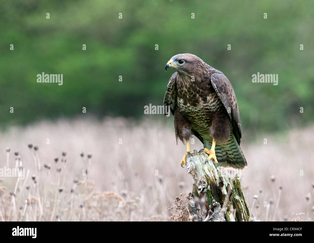 buzzard perched on old tree stump Stock Photo - Alamy