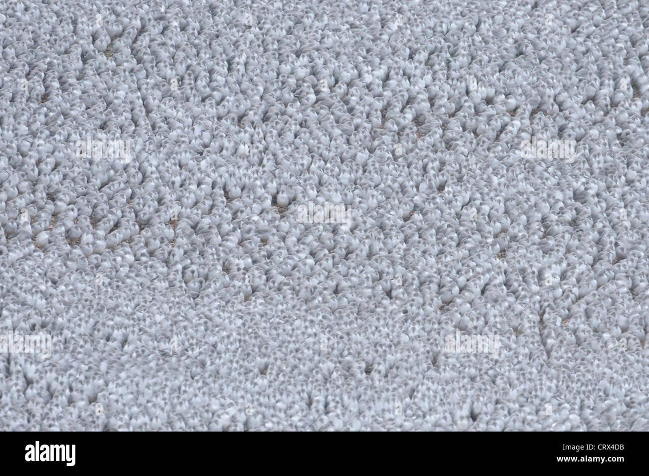 Red Knot Winter Plumage High Resolution Stock Photography and Images ...
