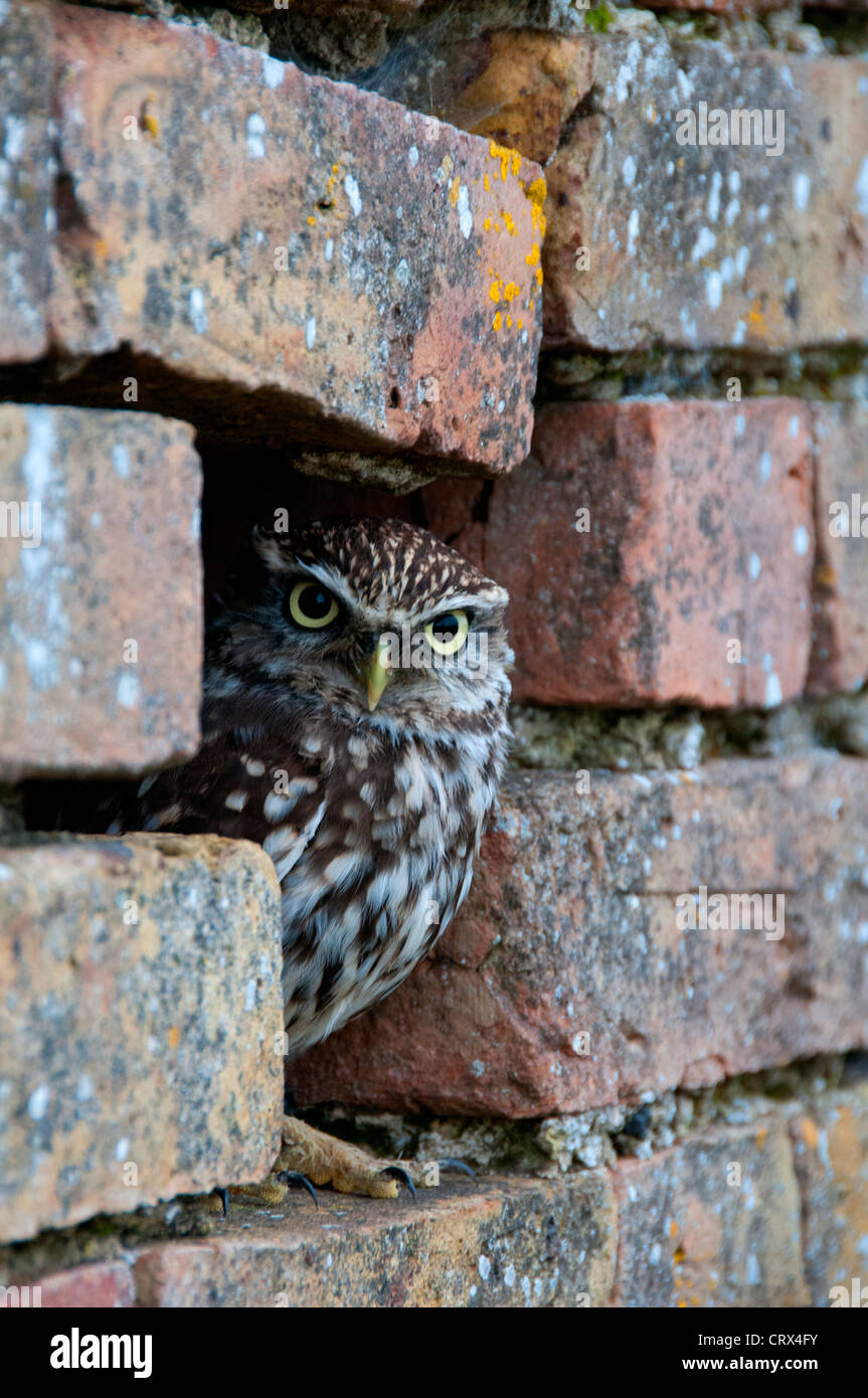 a little owl sat in a gap in a old brick wall Stock Photo - Alamy