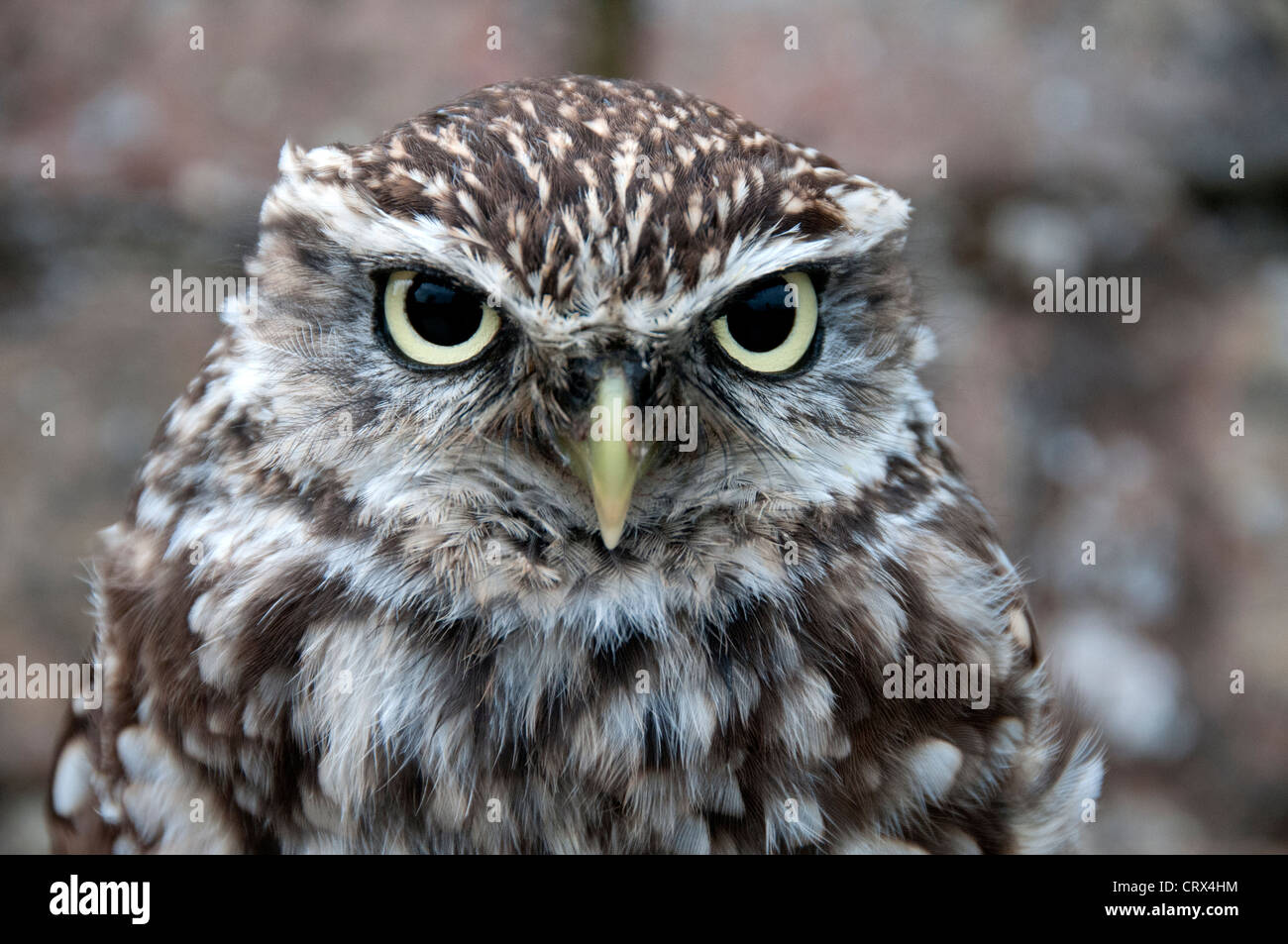 Owl head shot hi-res stock photography and images - Alamy