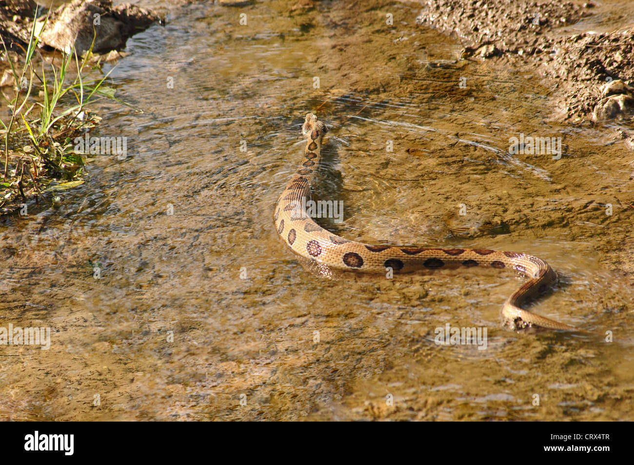 Common russell viper hi-res stock photography and images - Alamy