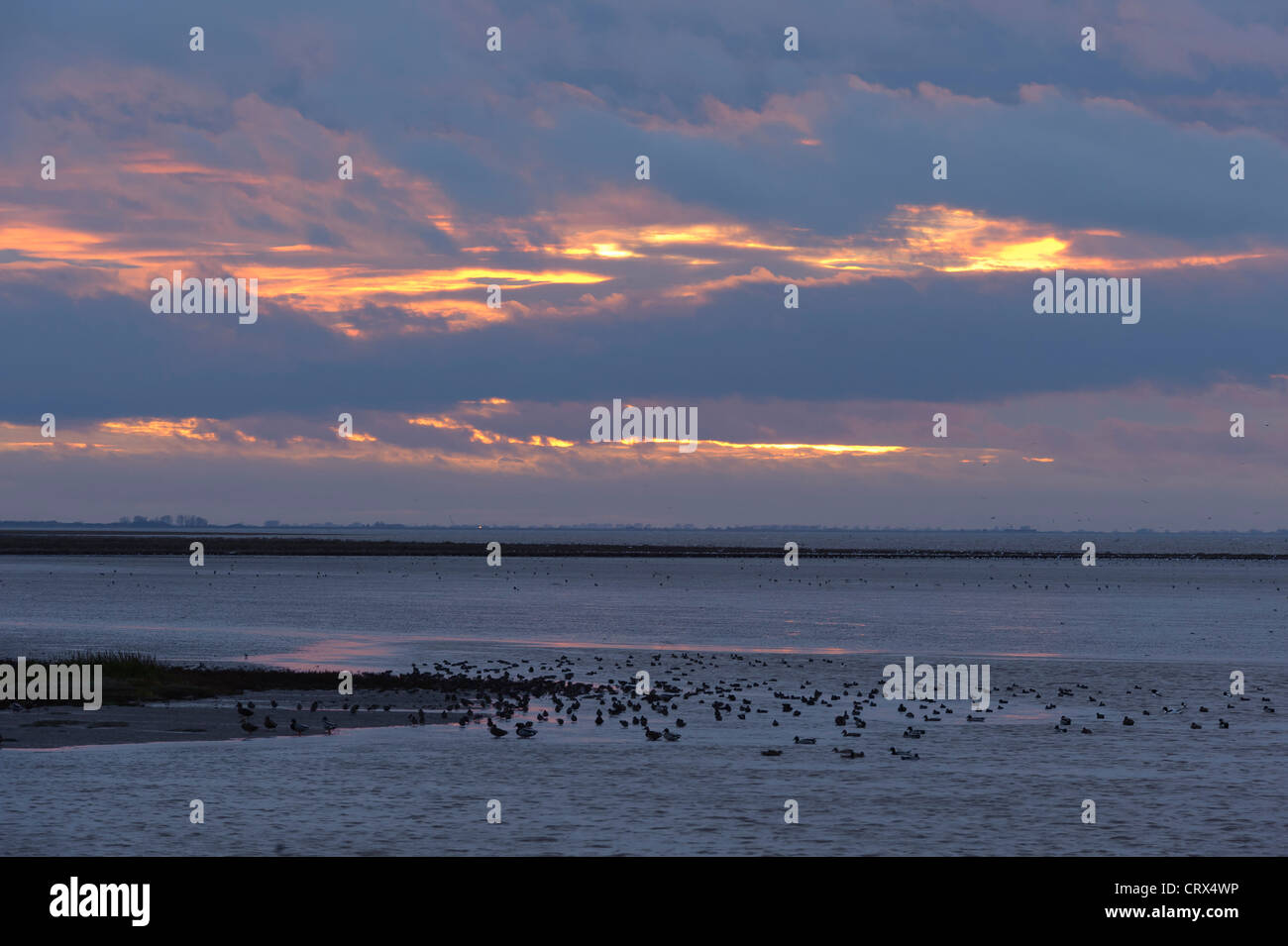 Wildfowl on the Wash estuary at Snettisham RSPB reserve, Norfolk, at ...