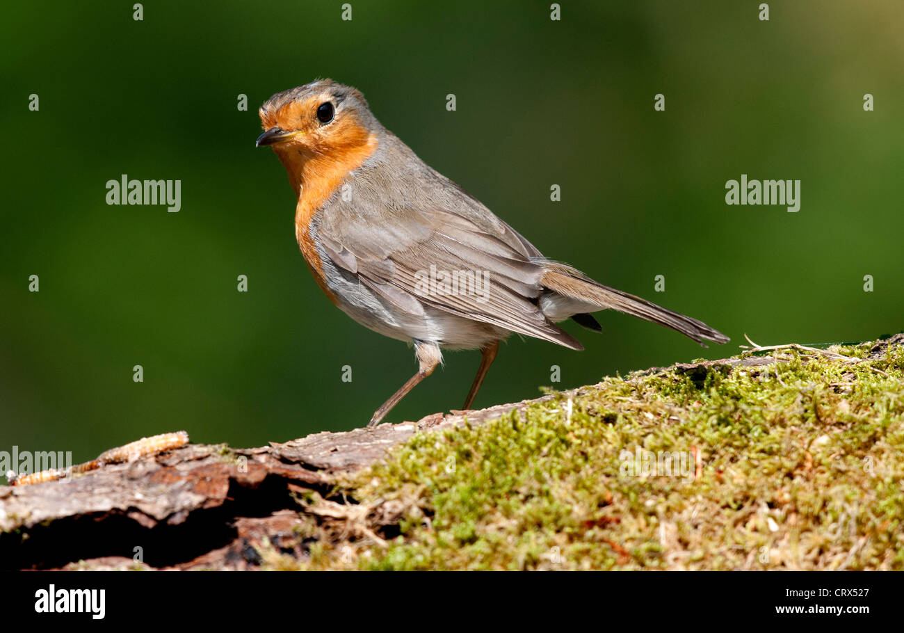 Old robin hi-res stock photography and images - Alamy