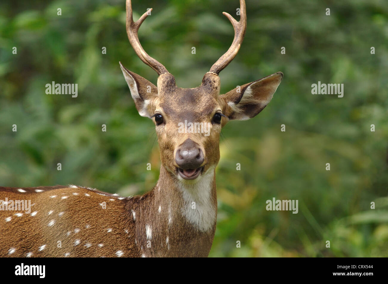 Forehead horn hi-res stock photography and images - Alamy