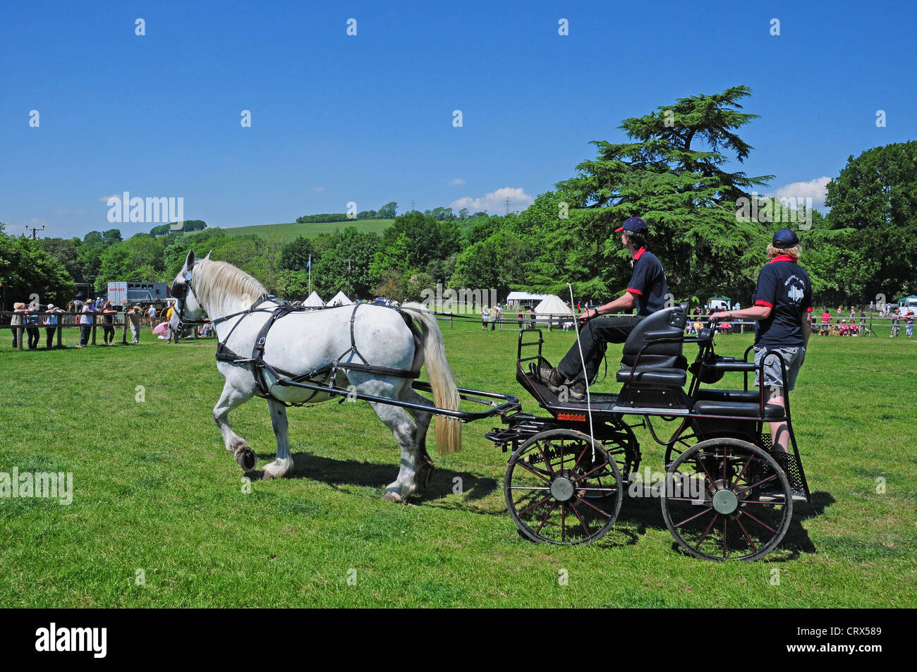 Percheron horse hi-res stock photography and images - Alamy