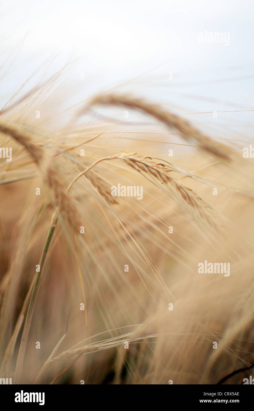 Wheat field at sunset in Spain Stock Photo - Alamy