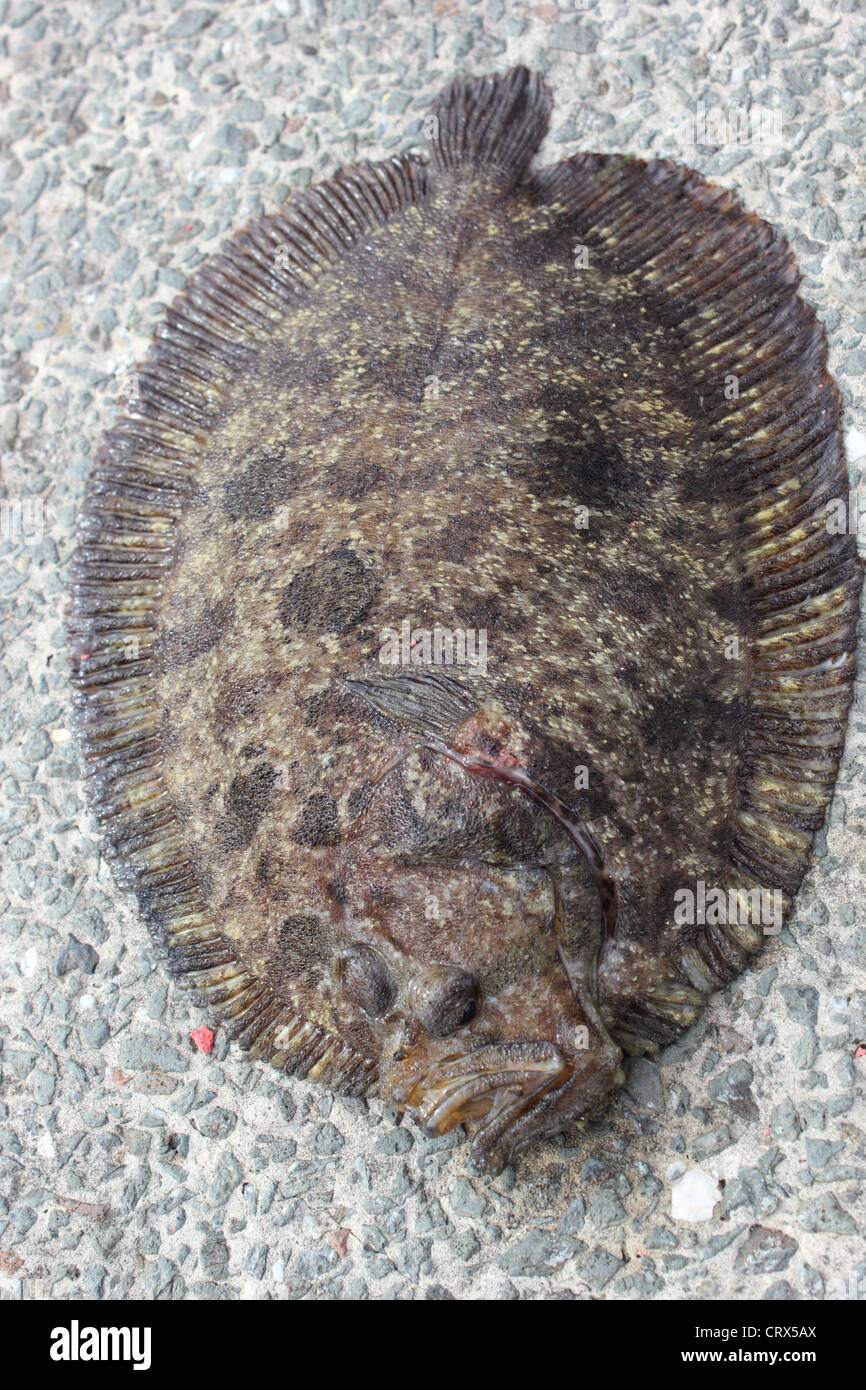 Topknot fish hi-res stock photography and images - Alamy