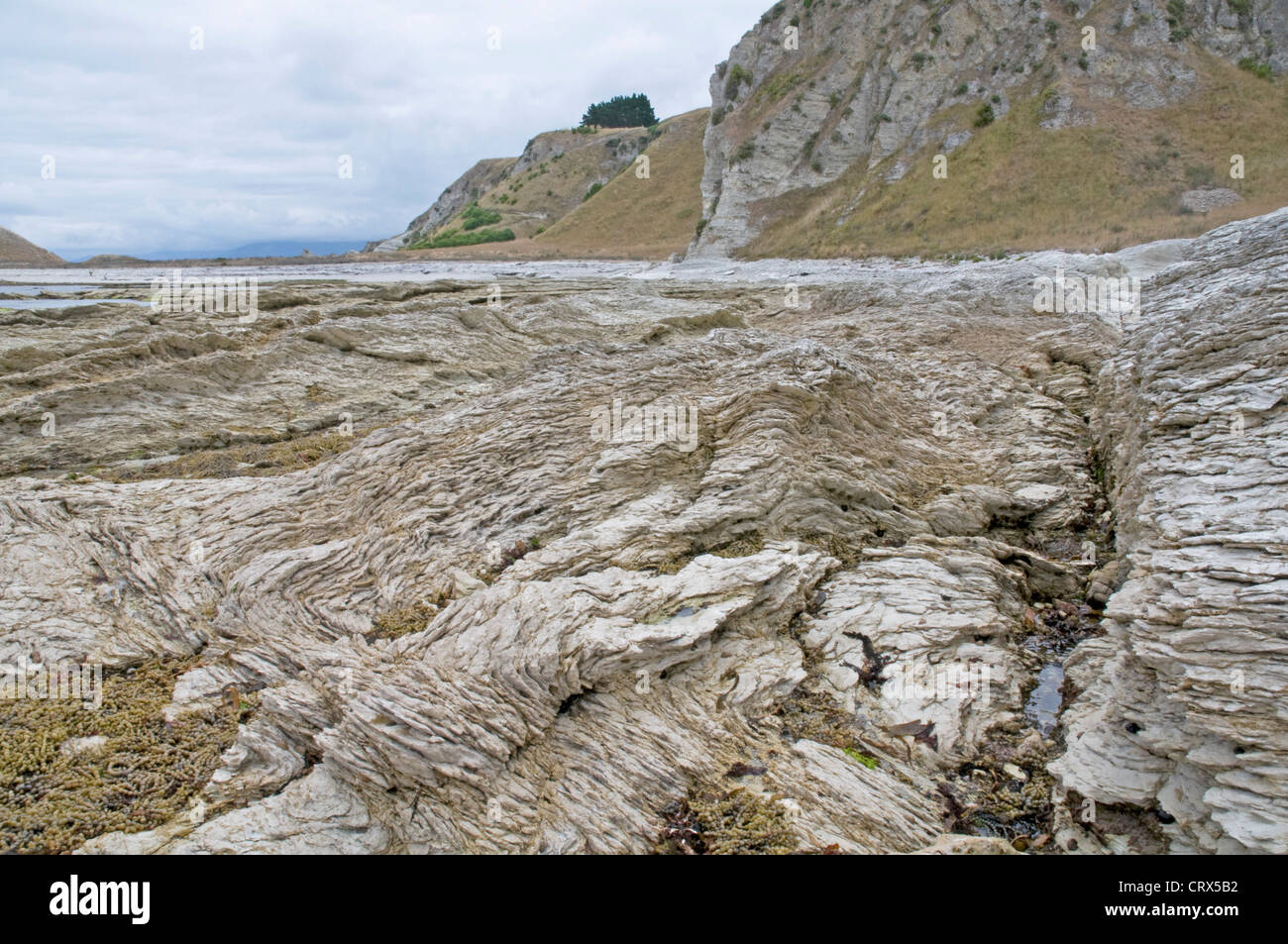 Fascinating contorted limestone rock formations on the Kaikoura ...