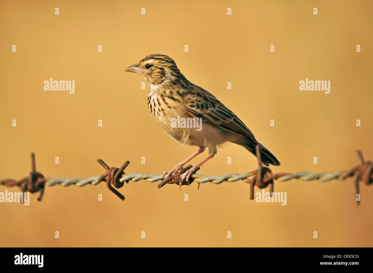 Lark bird art hi-res stock photography and images - Alamy