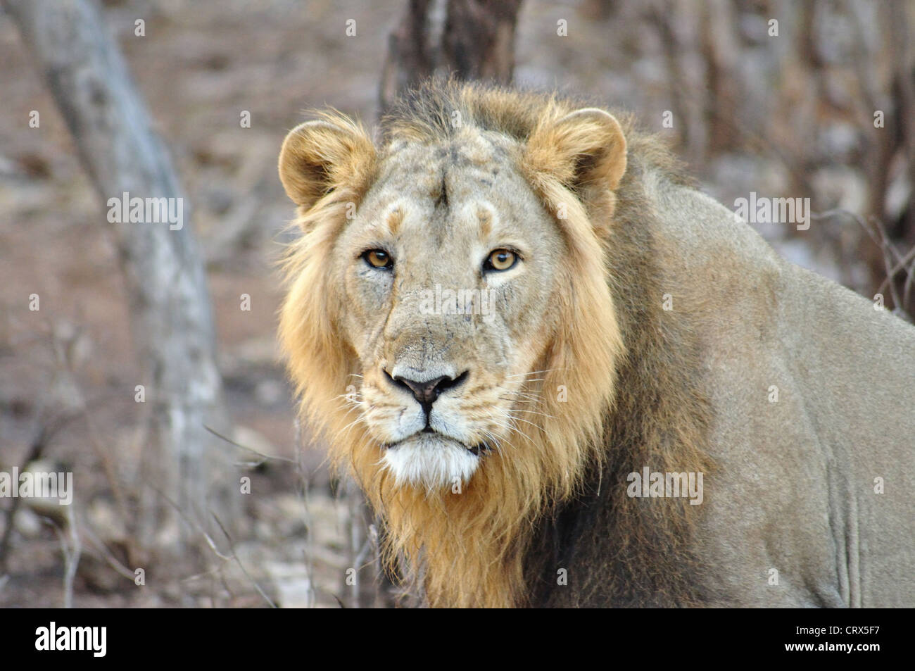 Male Asiatic Lion Stock Photo - Alamy