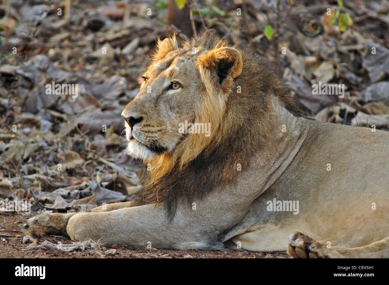 Male Asiatic Lion Stock Photo - Alamy