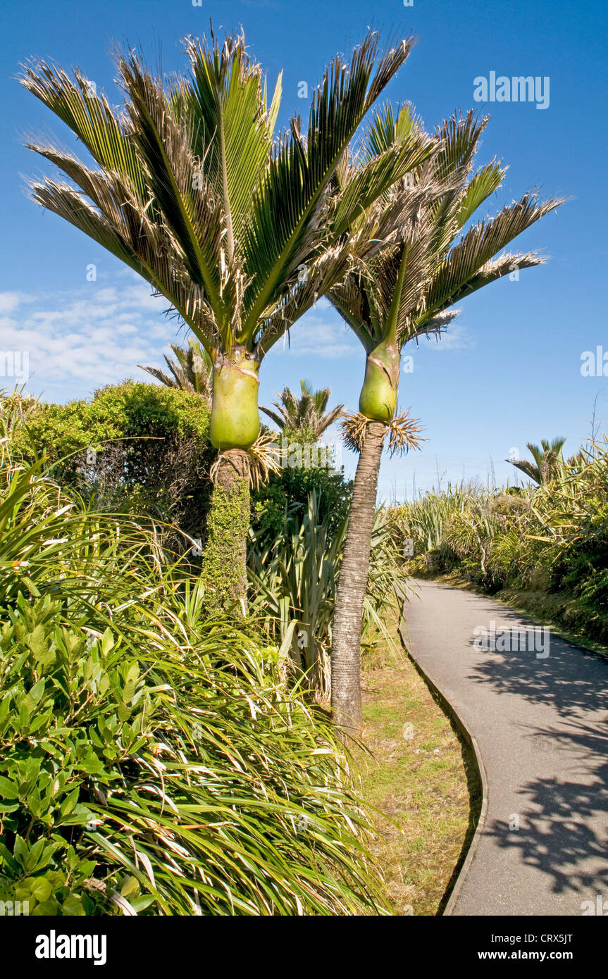 Nikau palms hi-res stock photography and images - Alamy