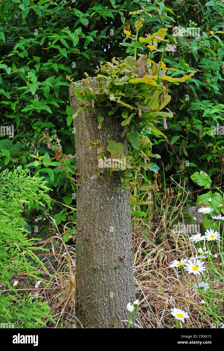 Pollarded oak tree Quercus robur reshooting Stock Photo - Alamy