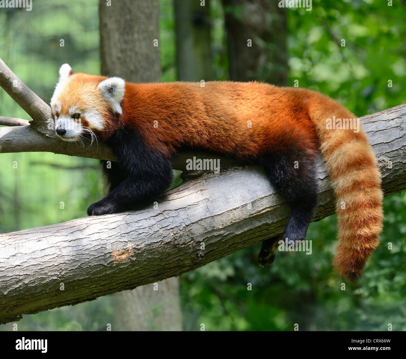 Red Panda Resting On A Tree Stock Photo - Alamy