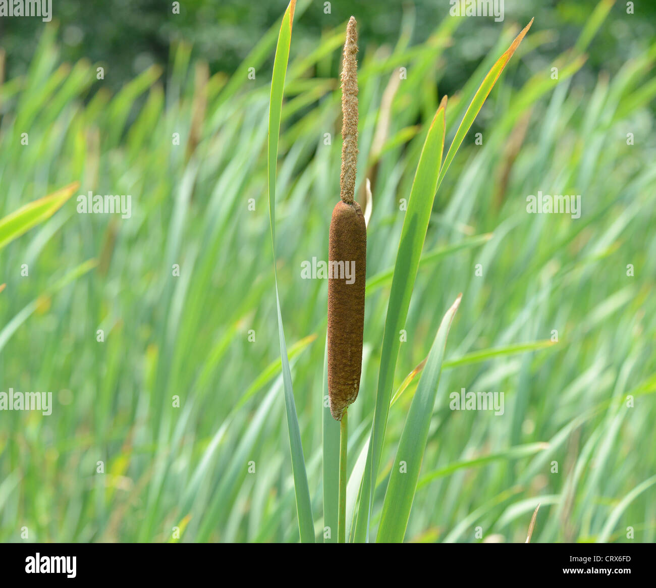 Cattail plant hi-res stock photography and images - Alamy