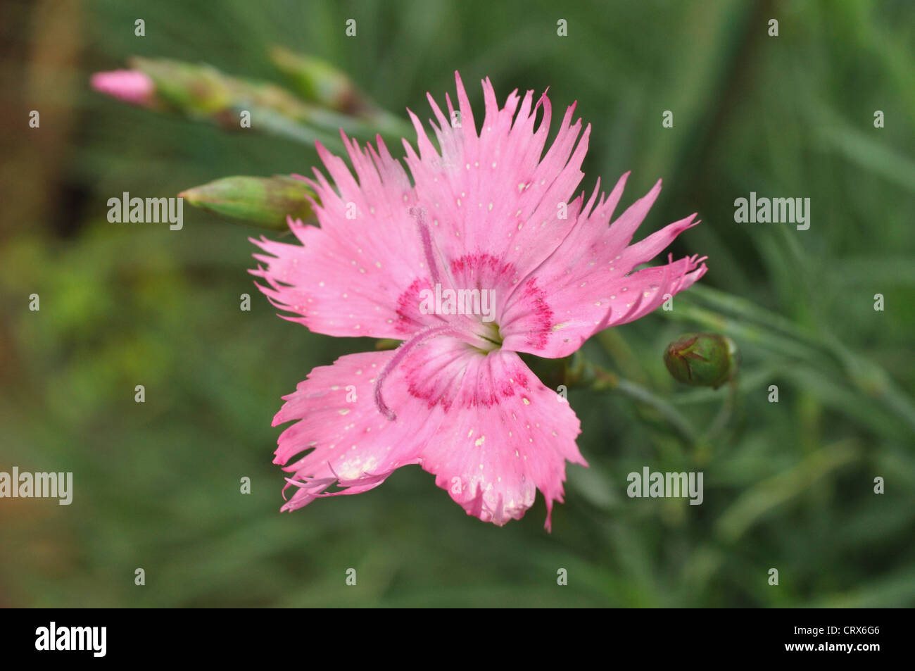Dianthus pretty hi-res stock photography and images - Alamy