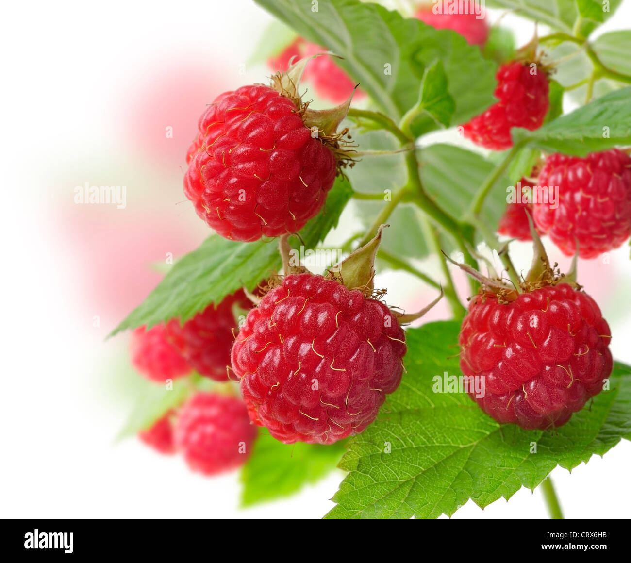 Branch of raspberry hi-res stock photography and images - Alamy