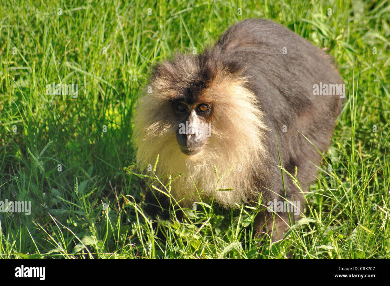 Lion tail hi-res stock photography and images - Alamy
