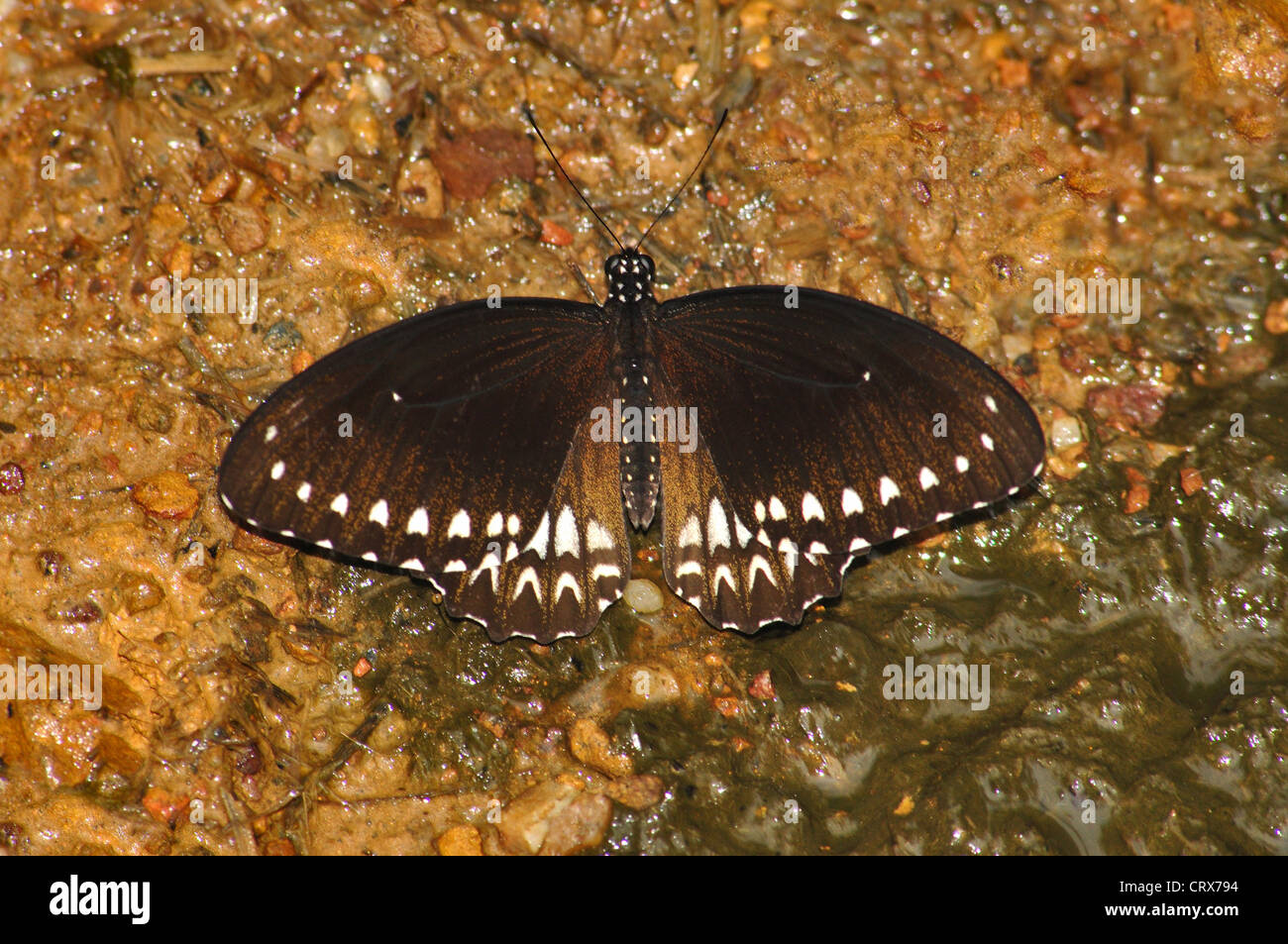 Malabar raven butterfly hi-res stock photography and images - Alamy