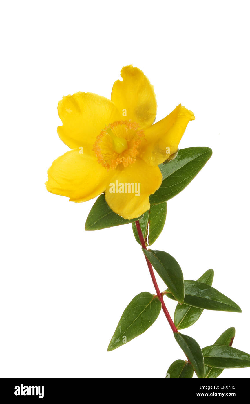 Hypericum, rose of Sharon , flower and leaves isolated against white ...