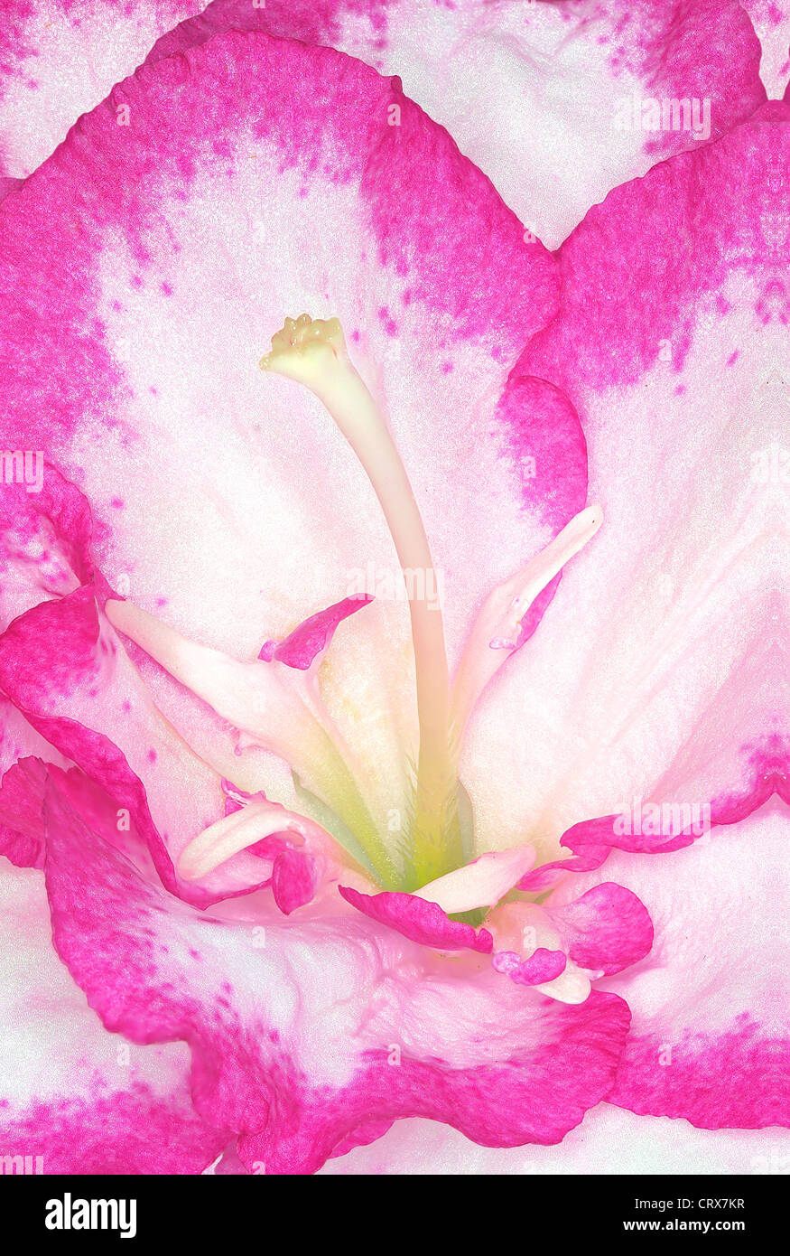 Close up of Azalea flower Stock Photo - Alamy