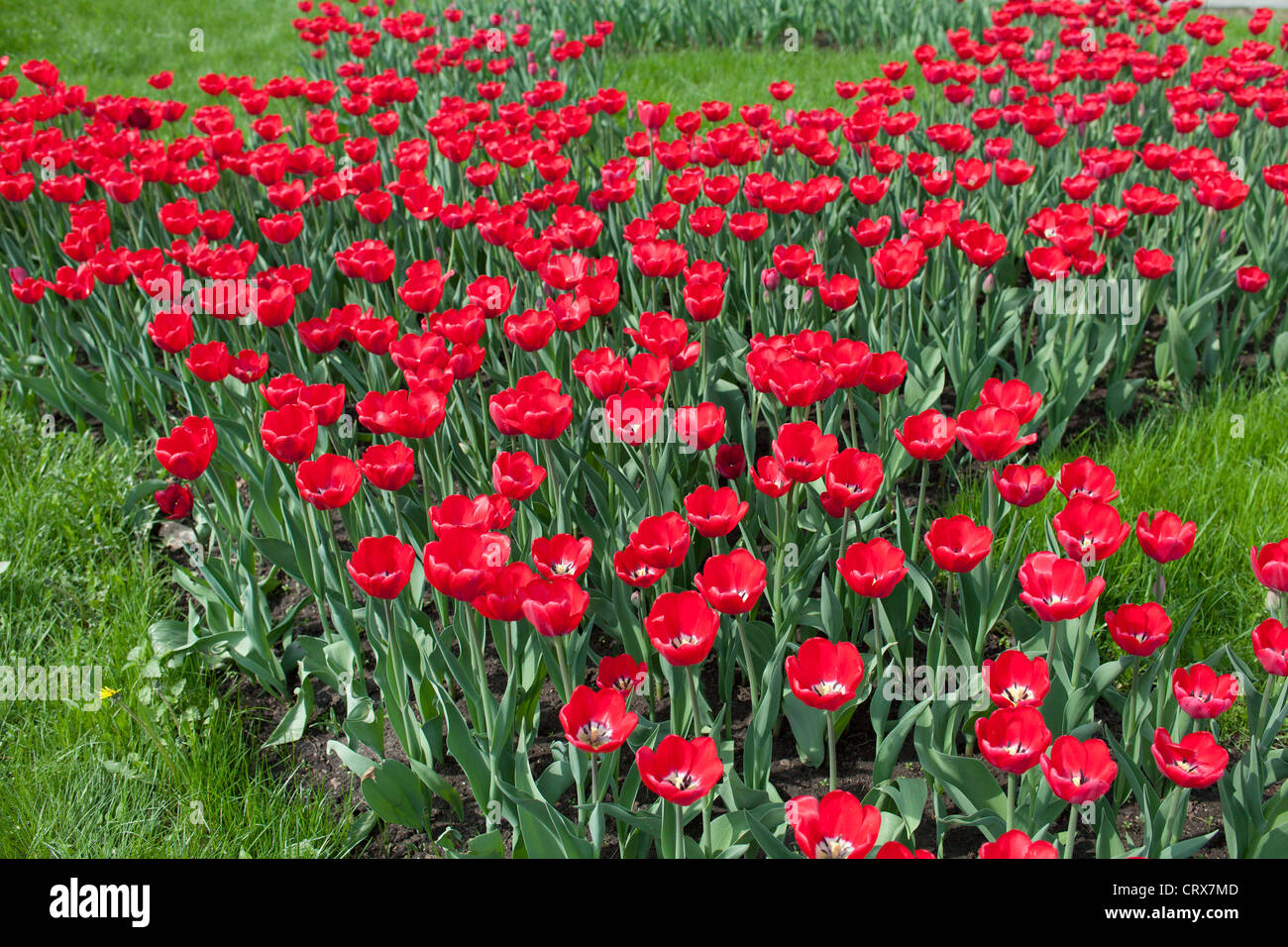 Red Tulip Field Stock Photo - Alamy