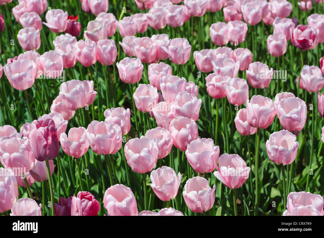 Pink Tulip Field Stock Photo - Alamy