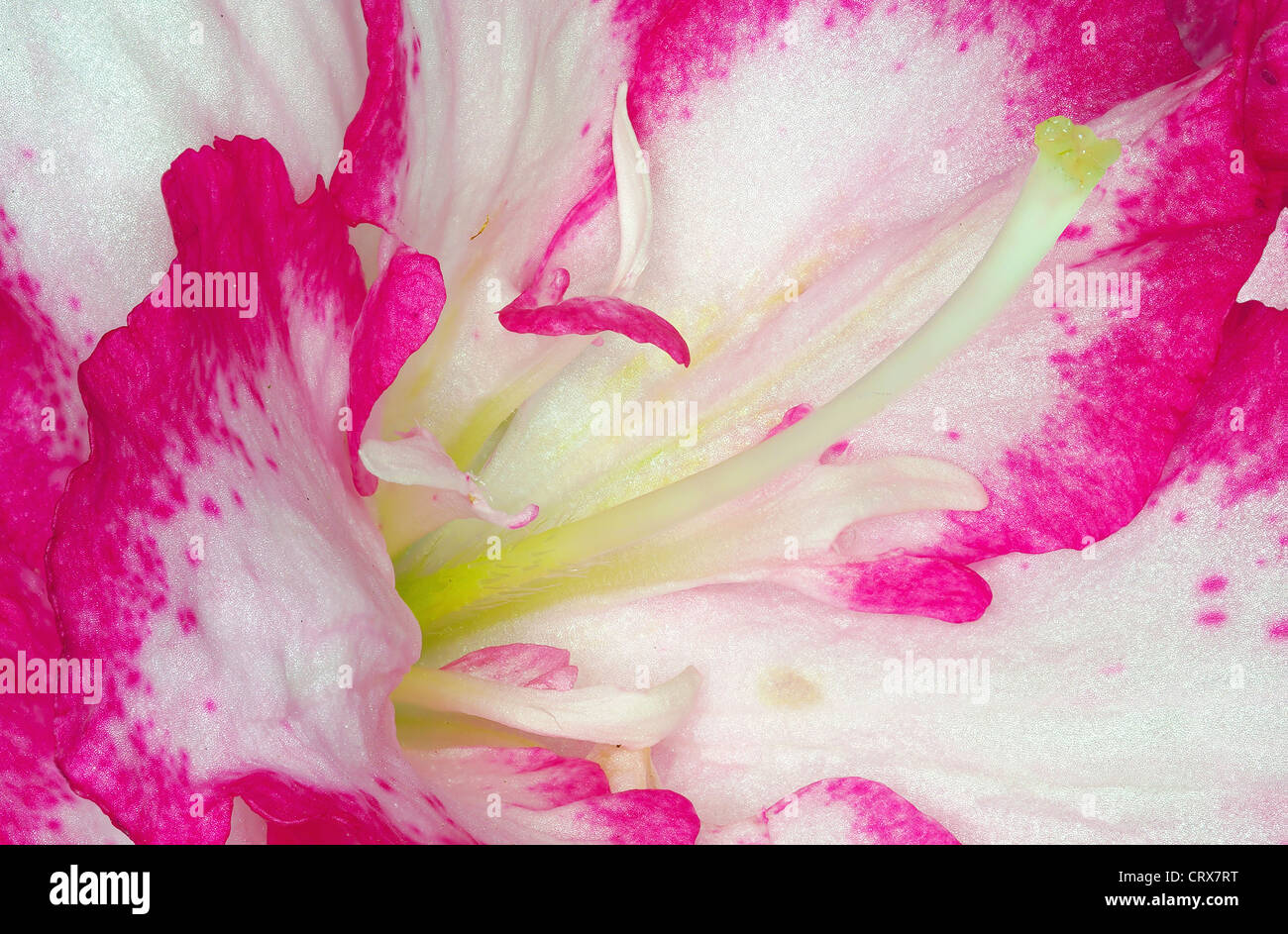 Azalea flower detail Stock Photo - Alamy