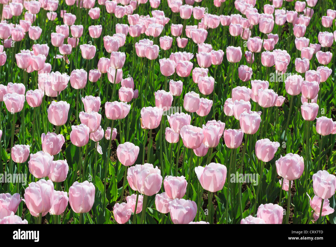 Pink Tulip Field Stock Photo - Alamy