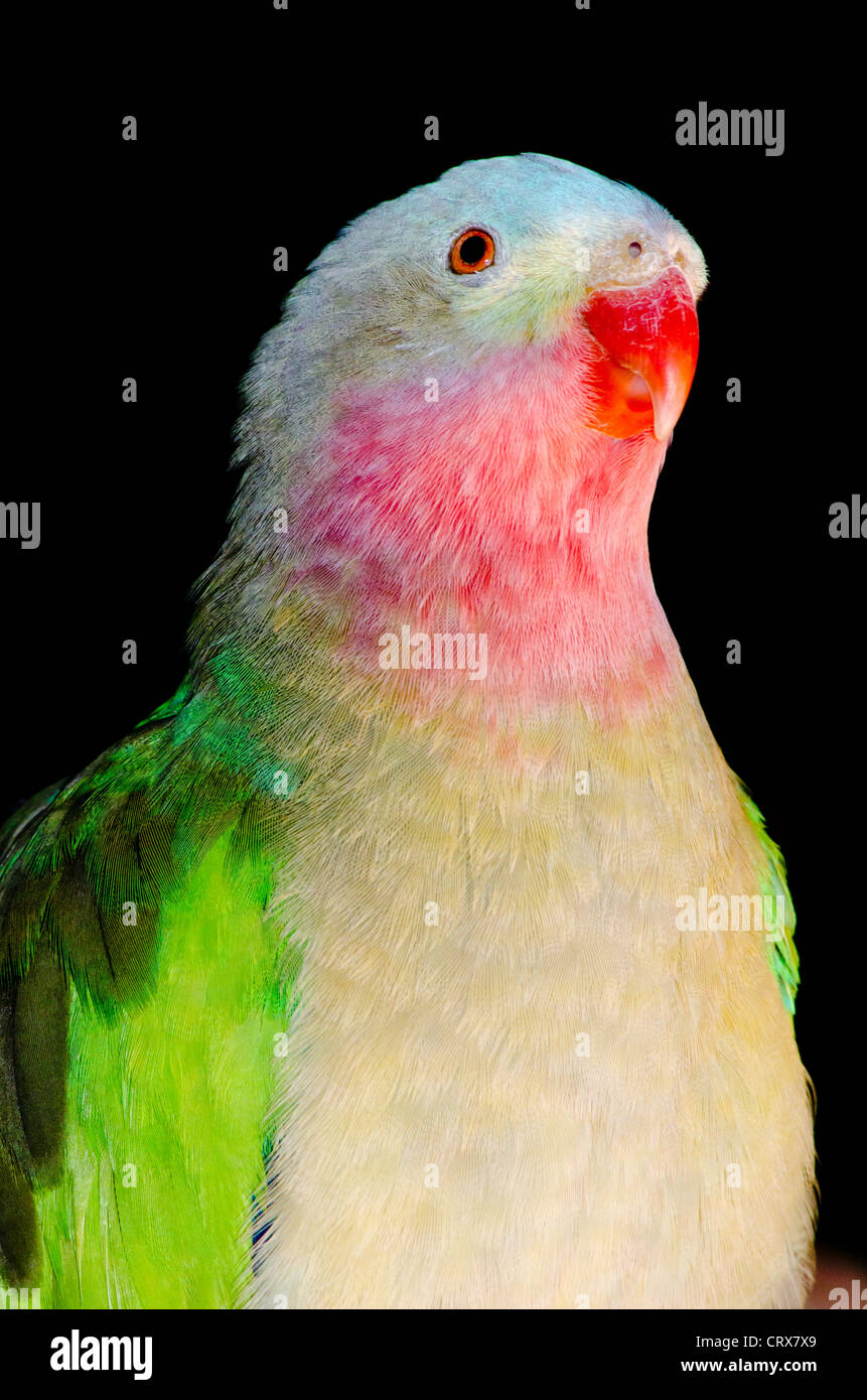 Polytelis alexandrae Princess Parrot, Western Australia Stock Photo - Alamy